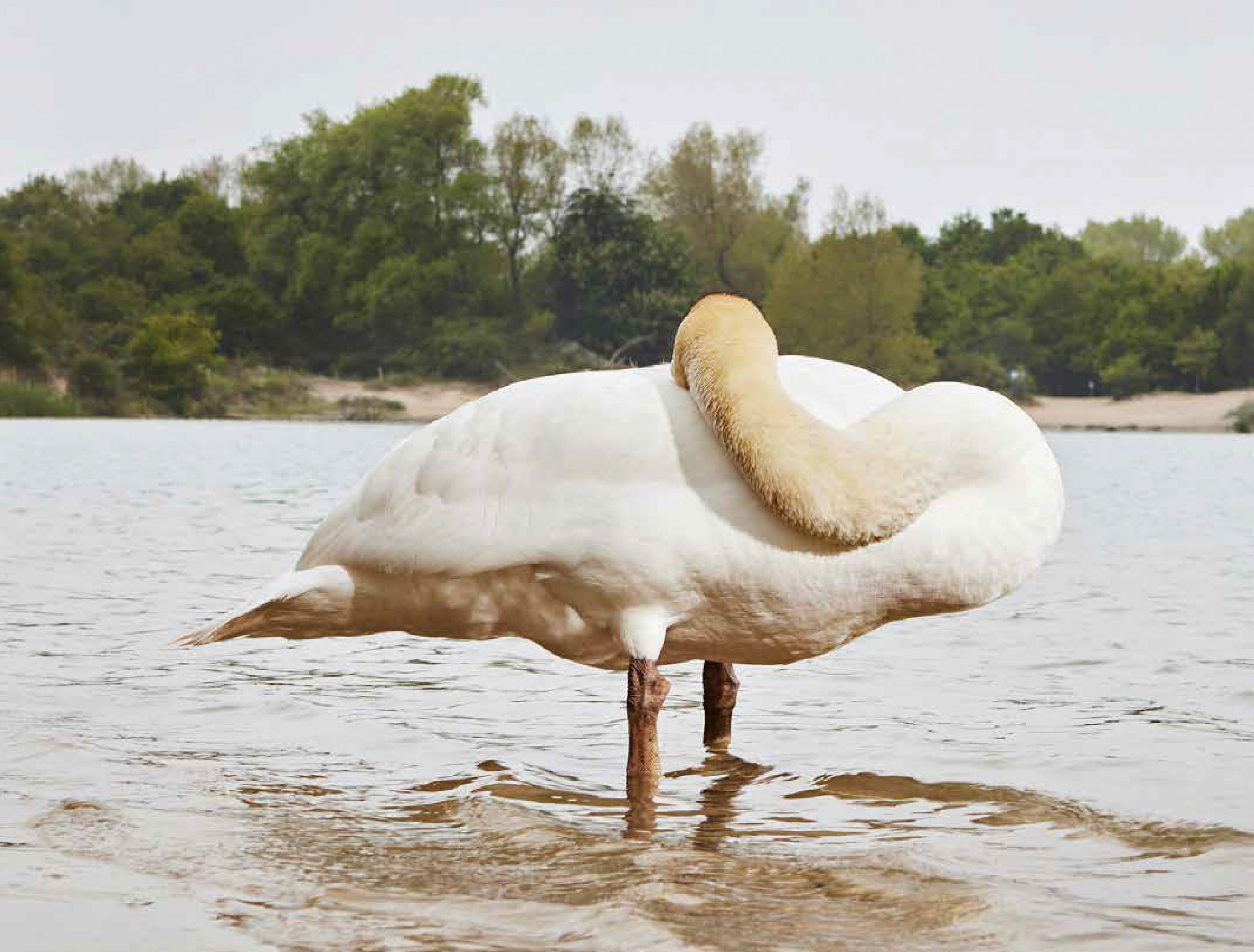 KUNST IS LANG - Jaap Scheeren - Mister Motley